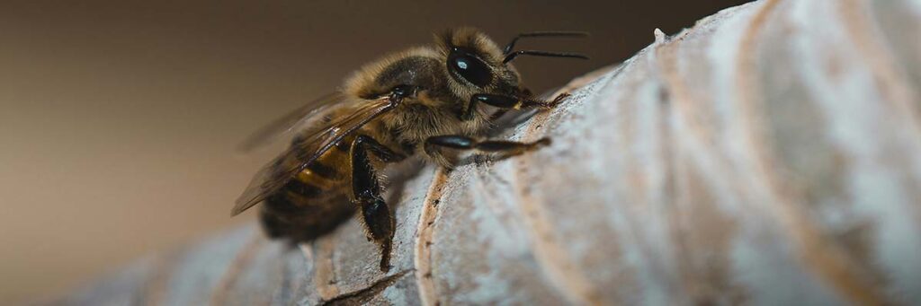 Wasp & Bee Removal Melbourne | Trident Pest Control